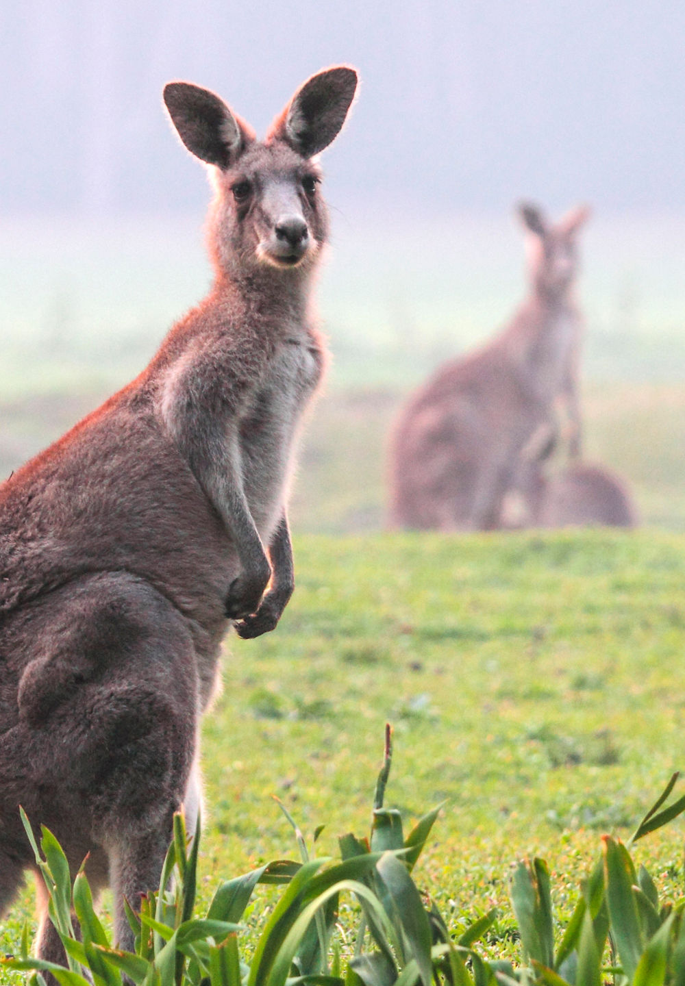 Day 3 - Rotorua (Tauranga), Australia & New Zealand - 2026 Itinerary ...